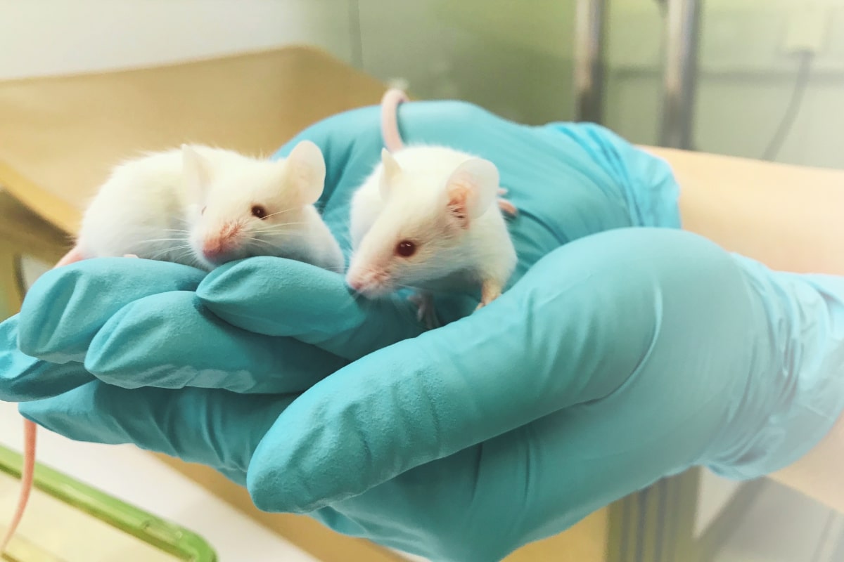 Animal Research Position - Agenda Life Sciences